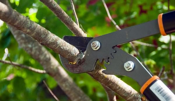 Discover The Best Lopping and Pruning Tips - Available Ideas